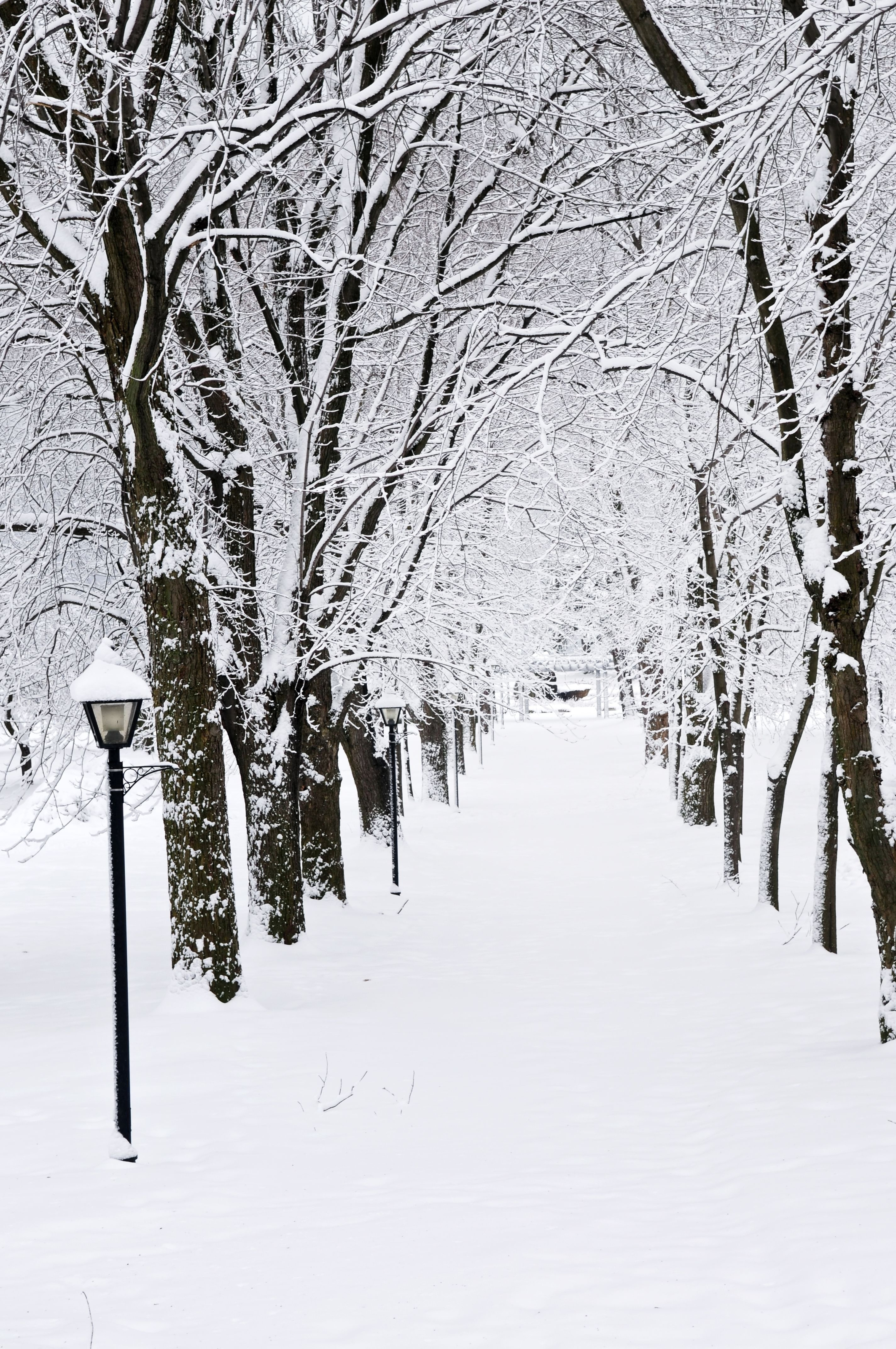 Snow Covered Lane Mural - Murals Your Way