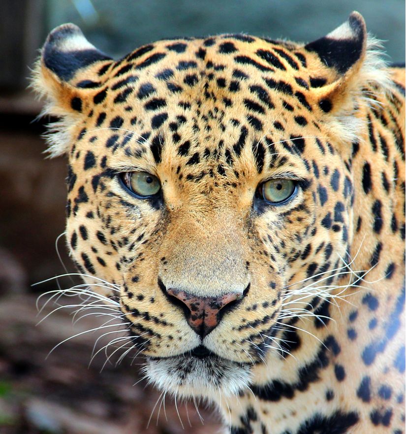 Panther Portrait Wall Mural - Murals Your Way