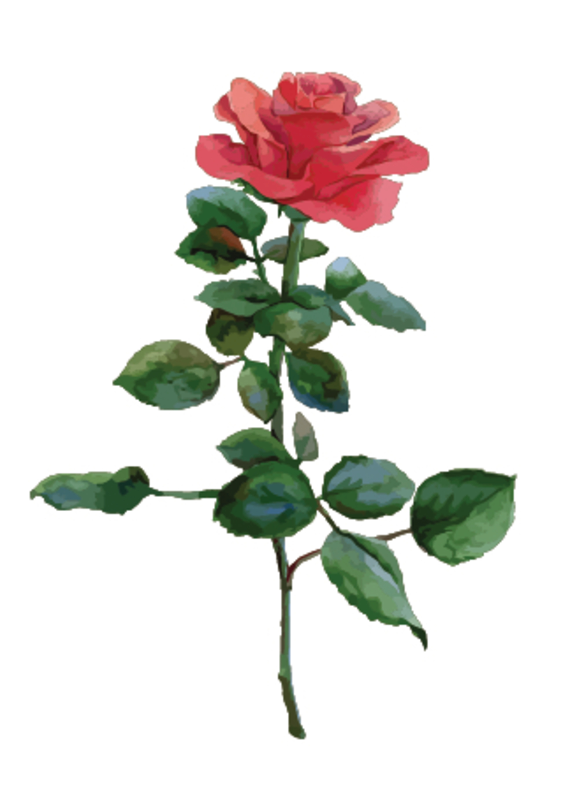Single Rose Watercolor Mural - Murals Your Way