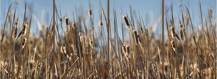 Cattails Against Blue Mural - Leda Robertson - Murals Your Way