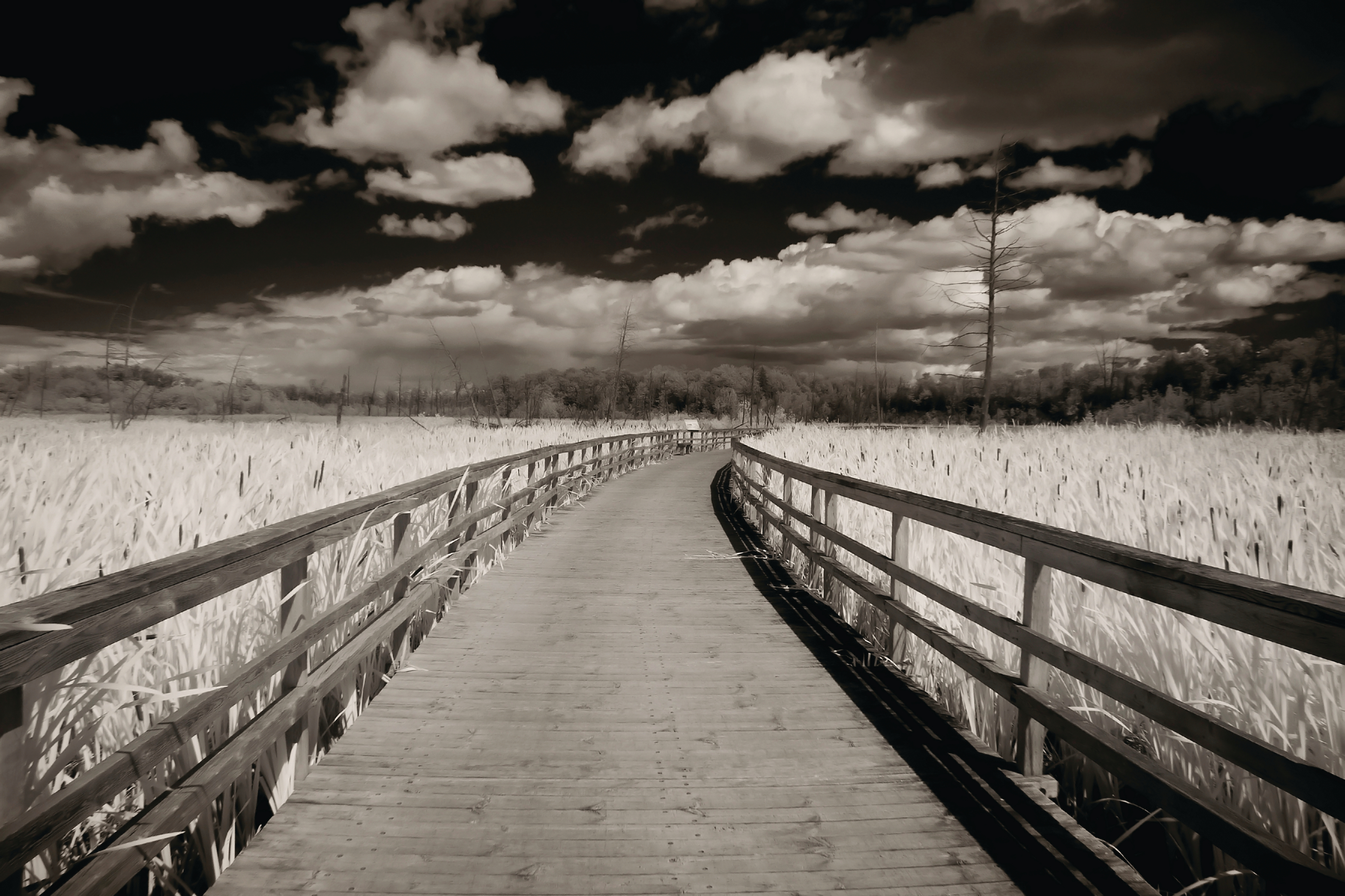 Looking Forward Wall Mural by Irene Suchocki - Murals Your Way