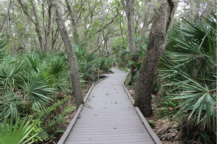 Jungle Walkway Wall Mural - Murals Your Way