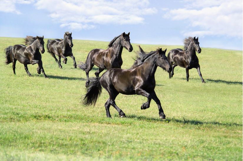 Galloping Friesians Mural - Murals Your Way