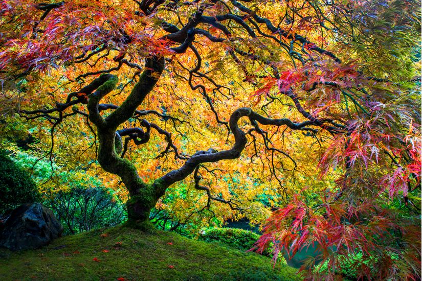 Tree Of Life Wallpaper Hd