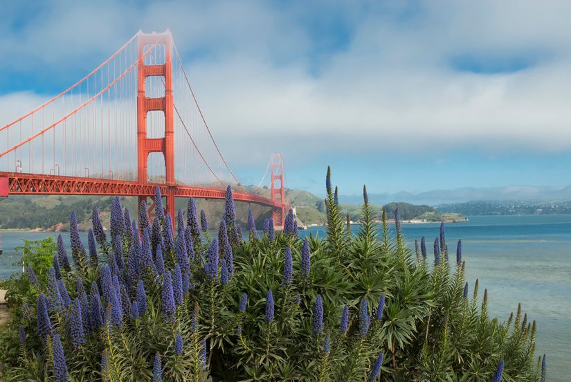 Golden Gate Flowers - Pride of Madeira Wallpaper Mural - Murals Your Way