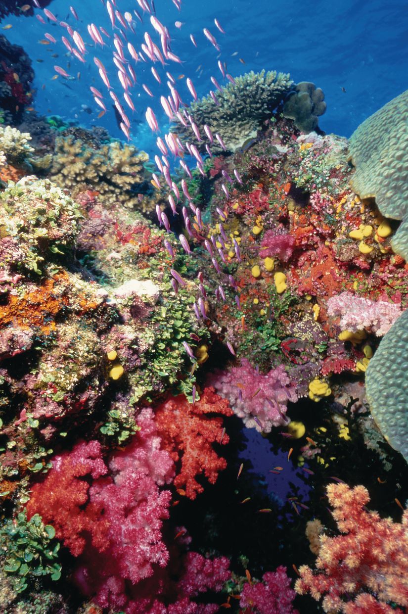 Fiji Underwater I Mural Wallpaper - Murals Your Way