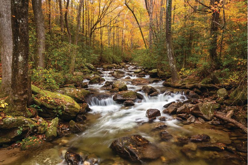Autumn Stream Wall Mural - Murals Your Way