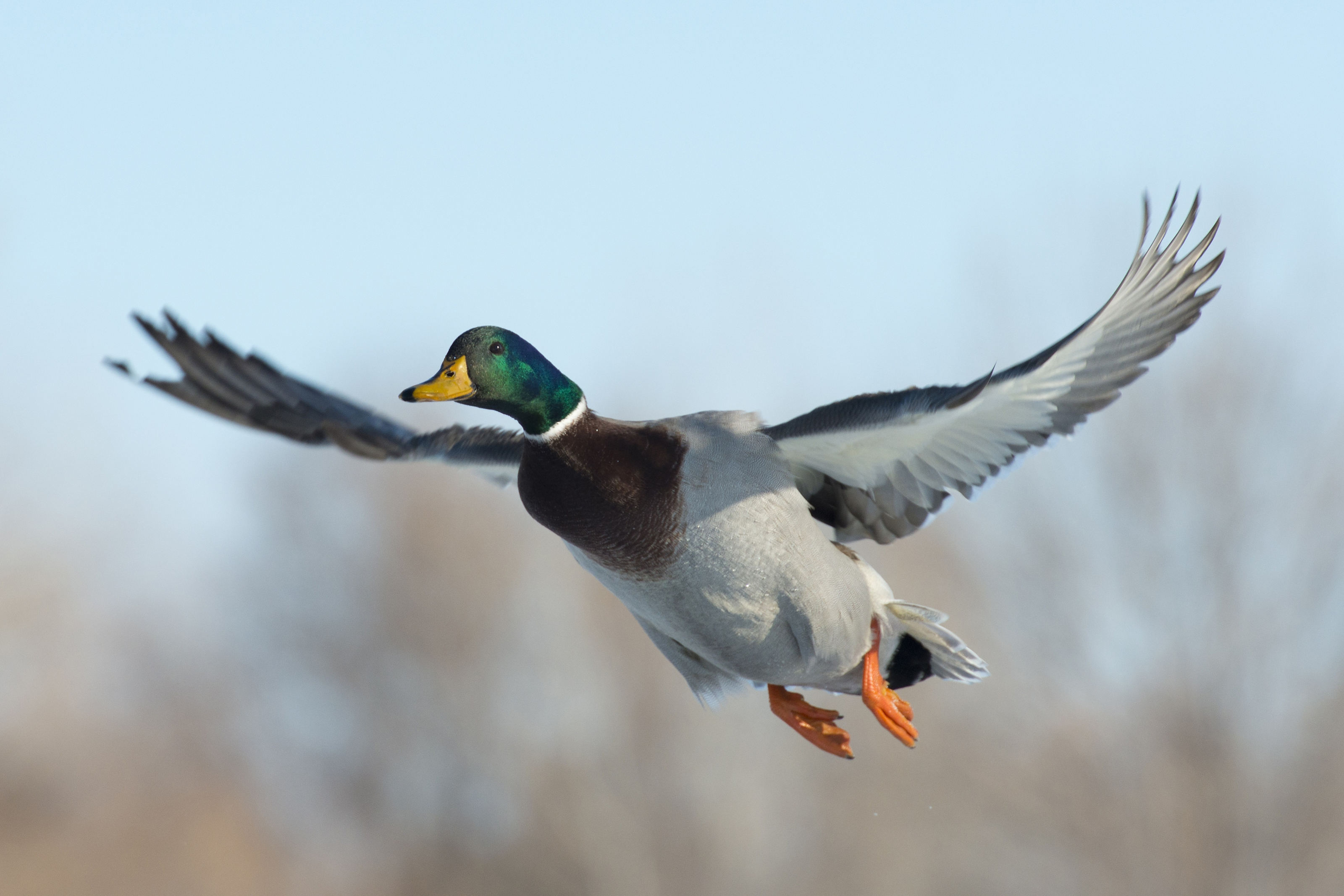 Flying Mallard Mural - Murals Your Way