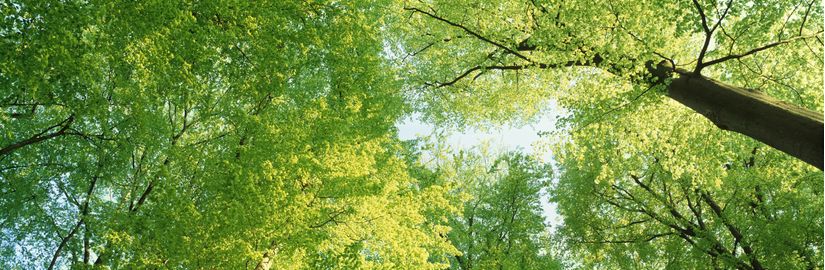 Beech Forest Canopy Wall Mural - Murals Your Way