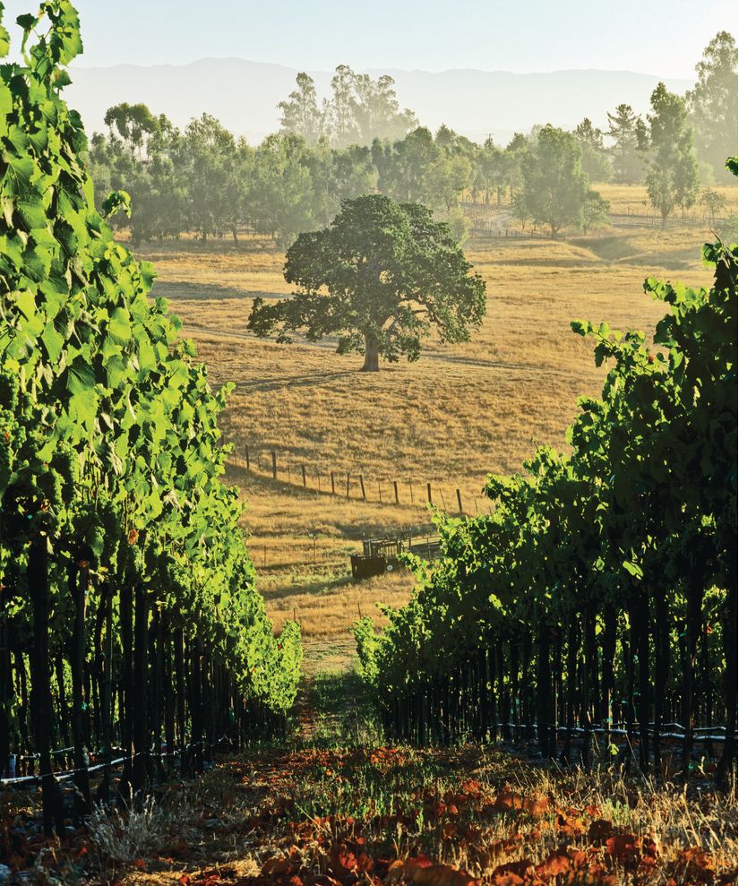 Oak Tree In The Vineyard Mural - Kirk Irwin - Murals Your Way