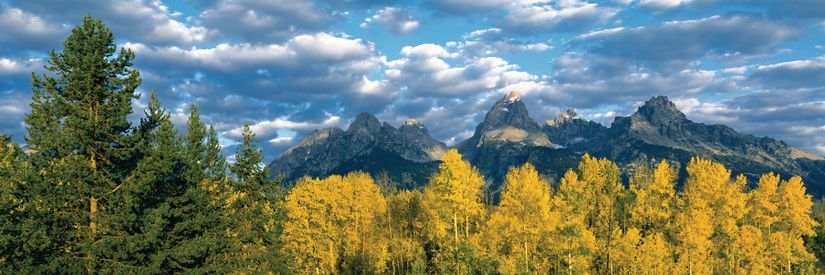 Aspen Grove With Teton Mountain Range Wall Mural - Murals Your Way