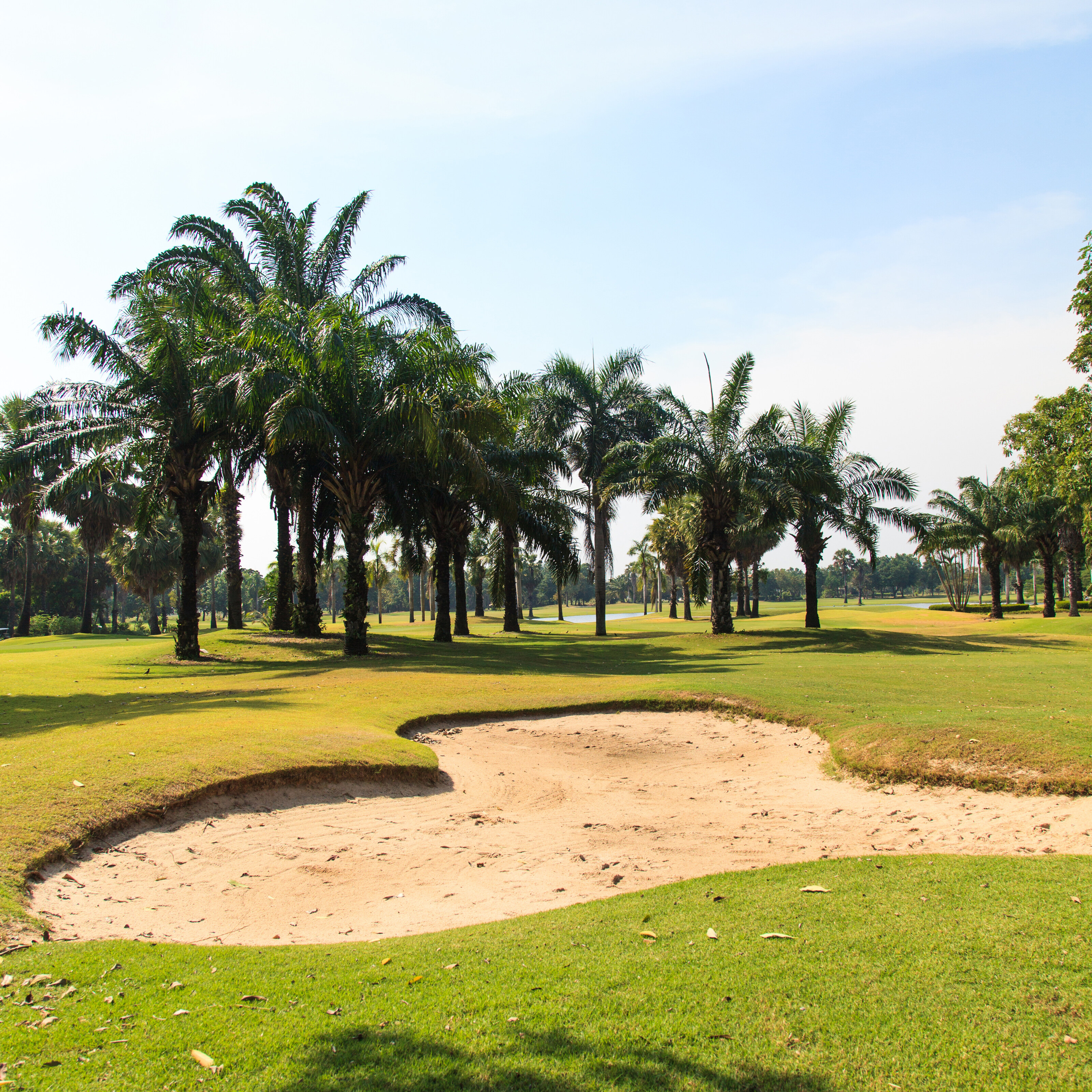 Palm Tree Golf Course Mural - Murals Your Way