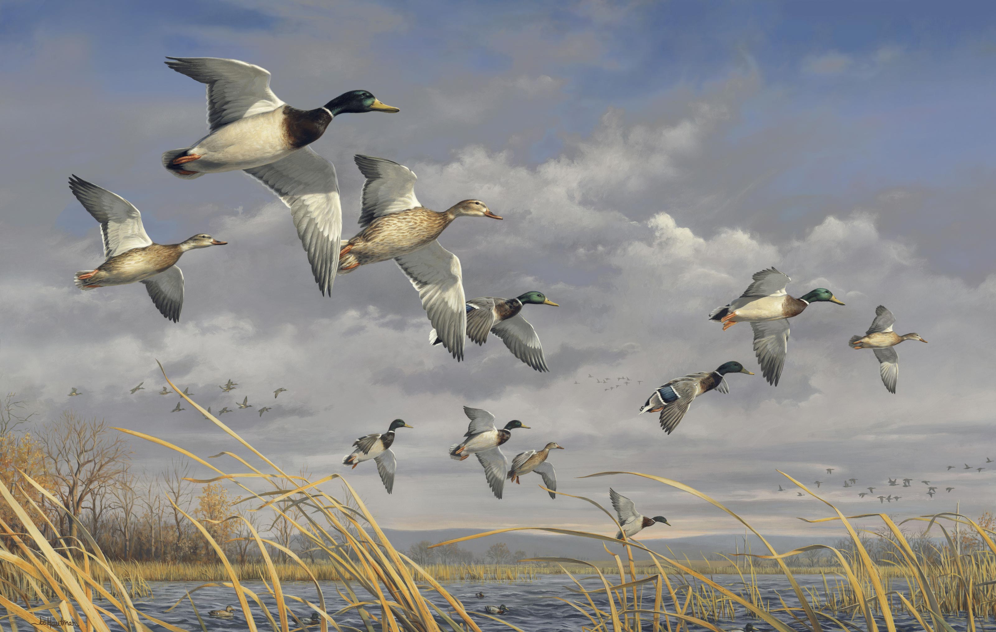 Wood Duck Hunting Wallpaper