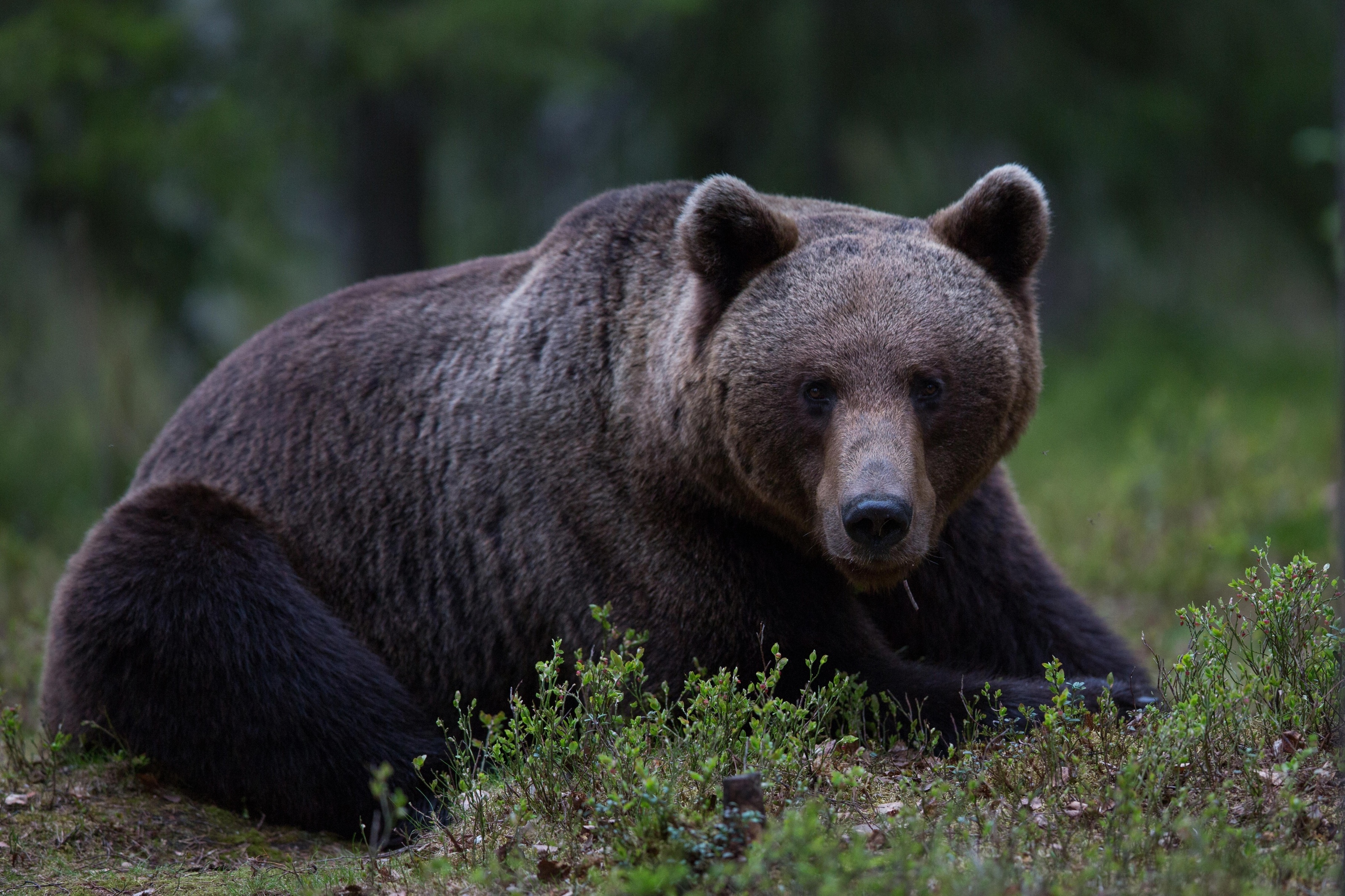 Forest Bear II Mural - Murals Your Way