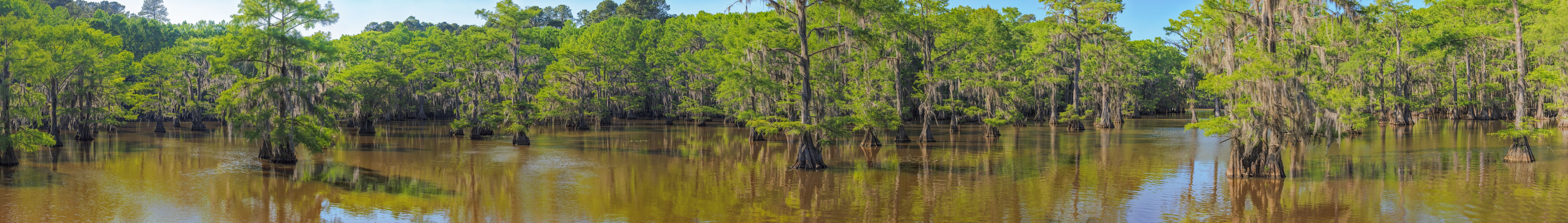 Caddo Lake Cypress Swamp Wall Mural - Murals Your Way