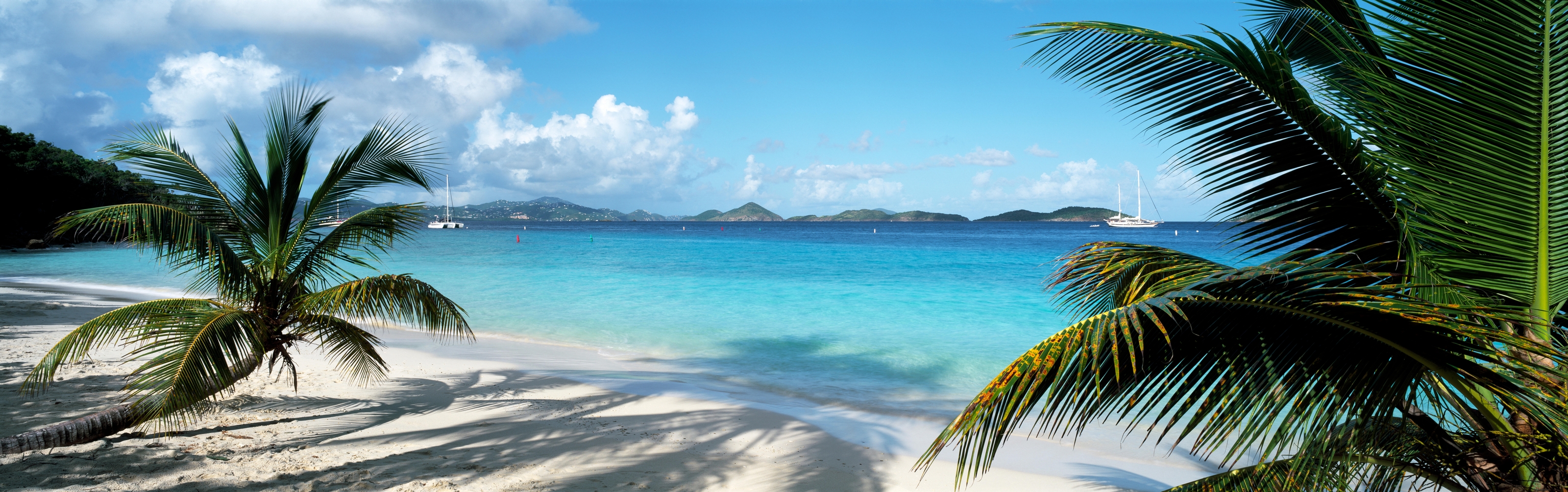 Palm Trees On The Beach US Virgin Islands Wall Mural - Murals Your Way