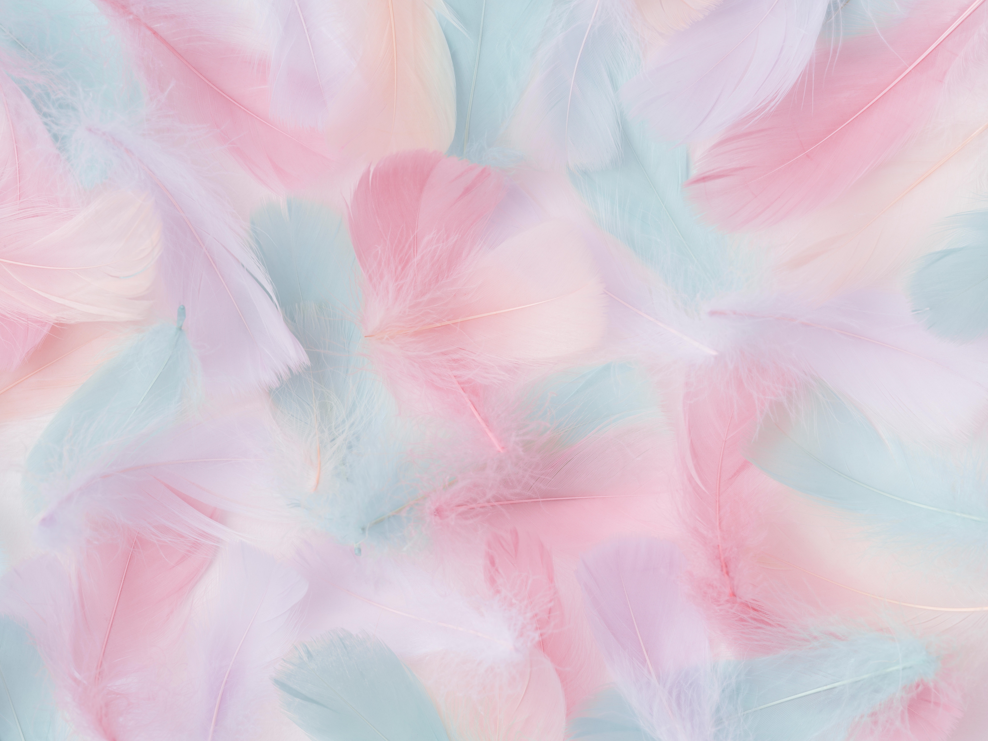 Multicoloured Soft Feathers Wall Mural - Murals Your Way