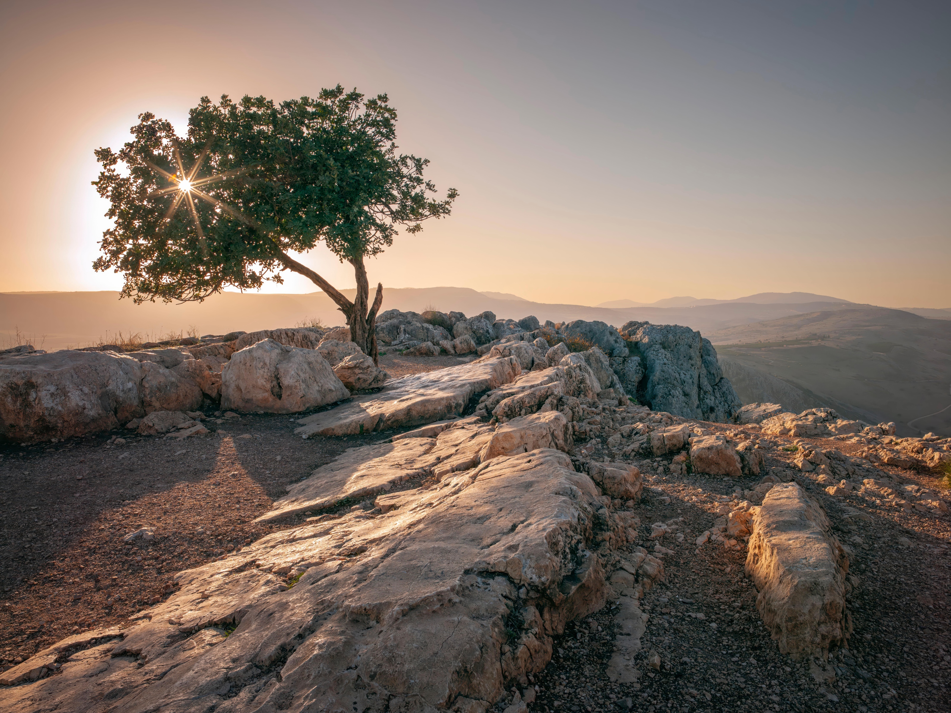 Tree At The Arbel Mount, Israel Wall Mural - Murals Your Way