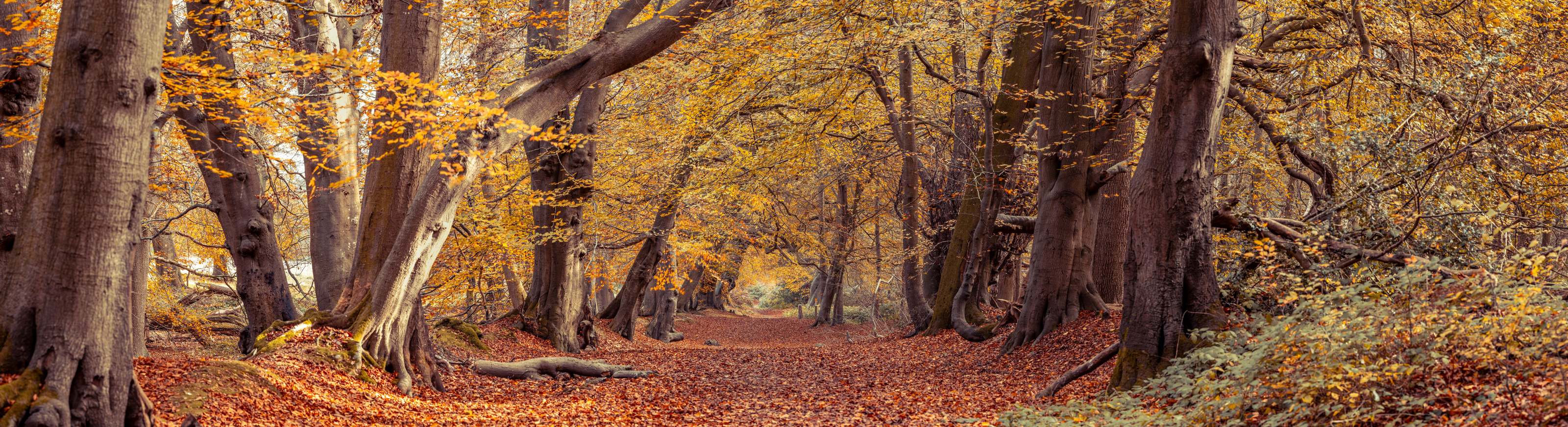 Pathway Through The Autumn Forest Wall Mural - Murals Your Way